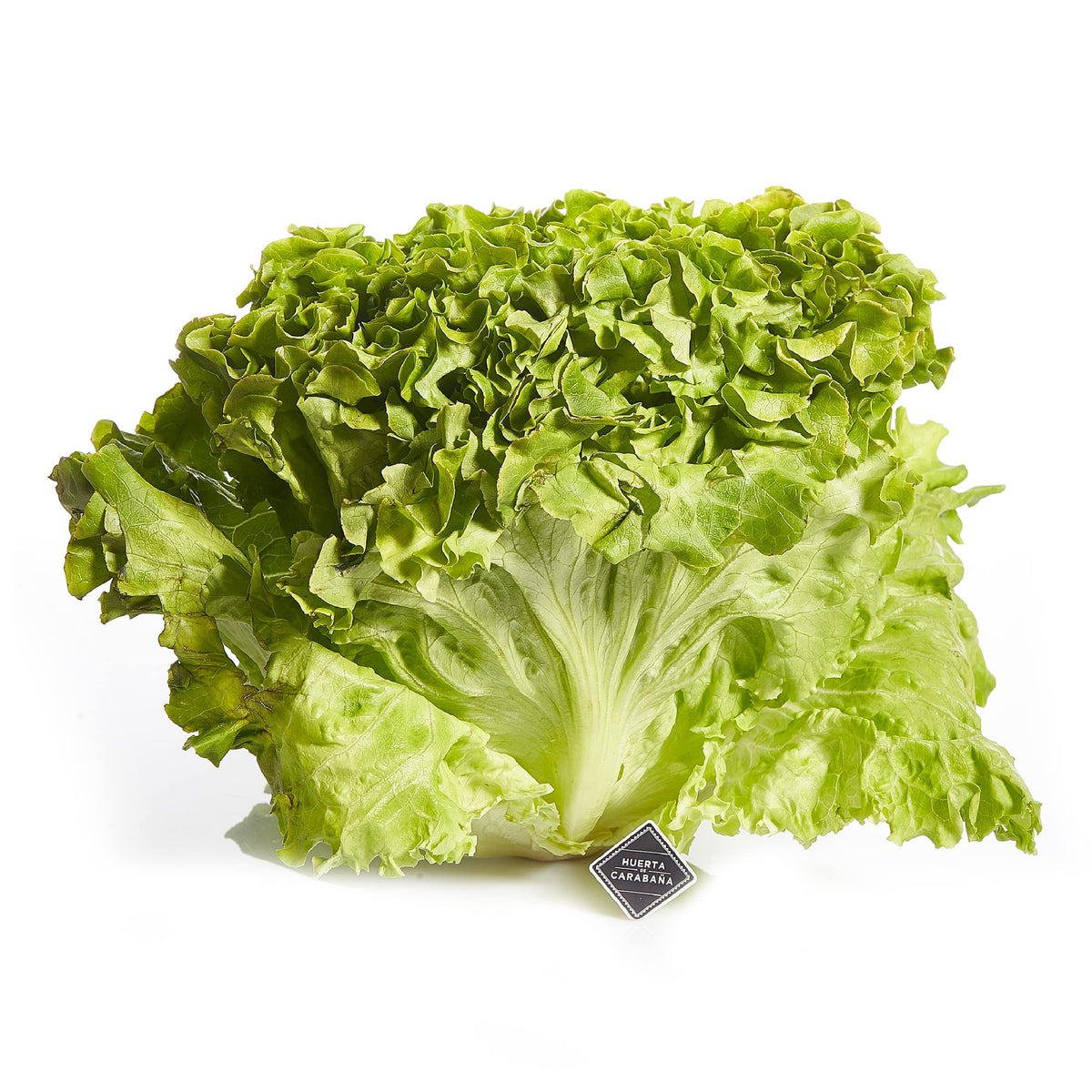 Lechuga Batavia (1 Und.) – Huerta Carabaña